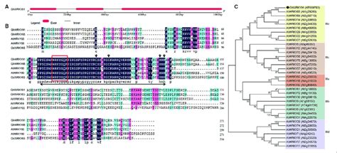 Sequence And Phylogenetic Analyses Of Ghwrky91 A Exon Intron Download Scientific Diagram