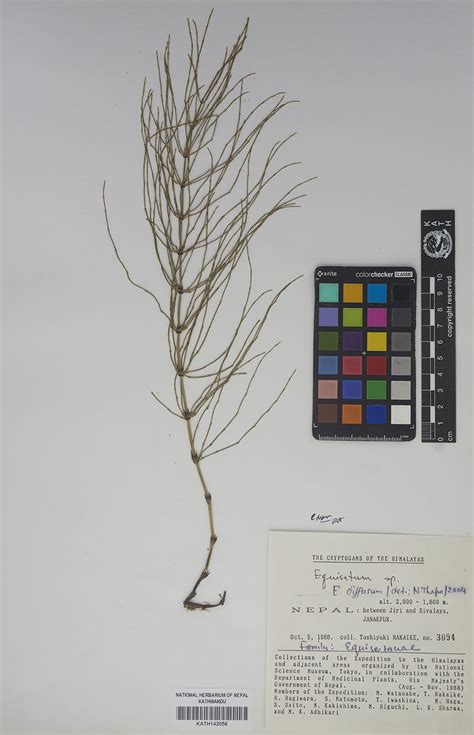 Plant Database System Herbarium And Plant Laboratories Kath