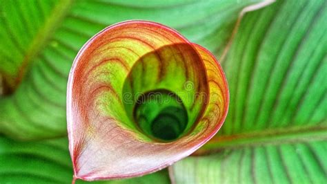 Leaves With Fibonacci Spiral Pattern In Green And Red Border Stock Image Image Of Beauty