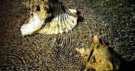 Conch Shells Imgur