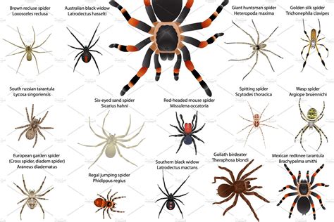 Tarantula Heaven Artofit