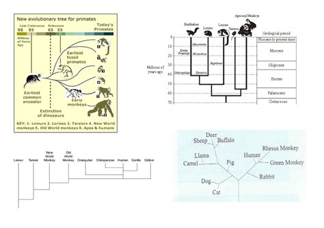 1 Evolutionary Trees Bio Studocu