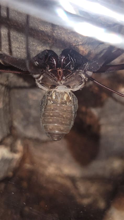 Can Anyone Sex My P Whitei From This Molt Ramblypygids