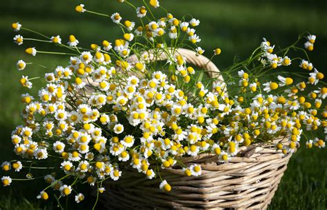 Chamomile Plant