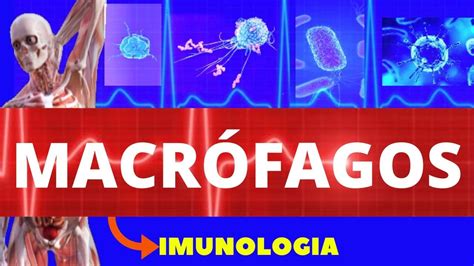 MacrÓfagos E MonÓcitos Ensino Superior Imunologia BÁsica Estrutura E FunÇÕes Dos