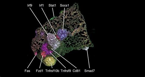 spatial crispr genomics of tumor microenvironments