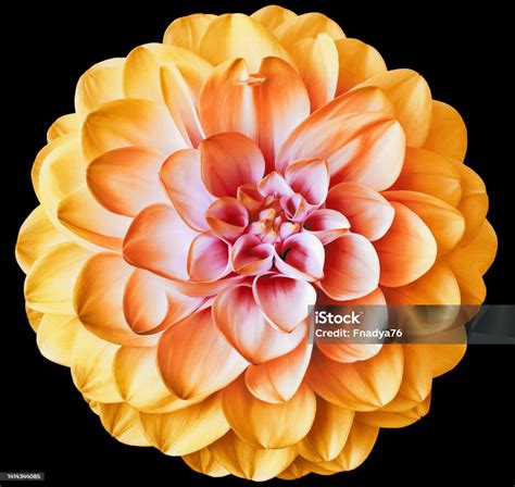 클리핑 경로가있는 검은 색 고립 된 배경에 노란색 달리아 꽃 근접 촬영 디자인을 위해 자연 0명에 대한 스톡 사진 및 기타 이미지 Istock