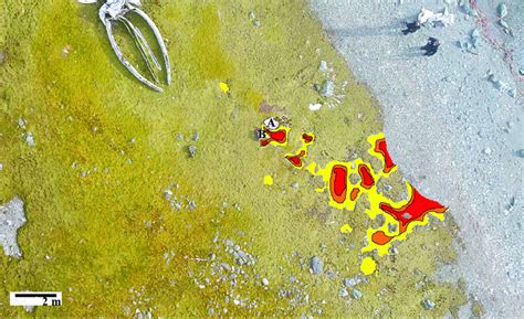 Detailed Moss Fragmentation In Front Of The Whale Skeleton From 2005