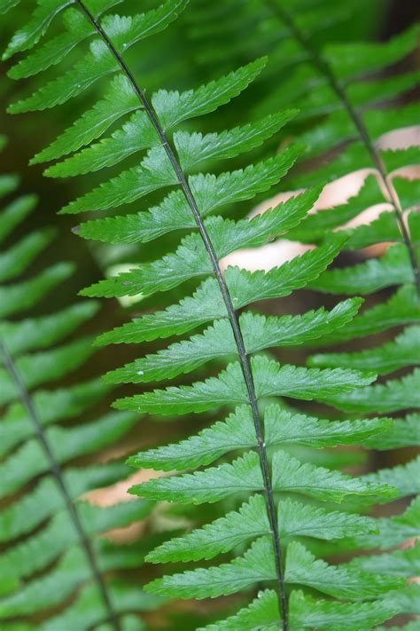 Asplenium Potosinum Ferns And Lycophytes Of The World