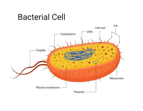 Vetores De Celula Baixe Vetores Grátis De Alta Qualidade Do Freepik