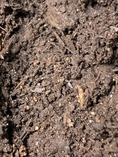 Bugs In My Soil Rgrowingweed