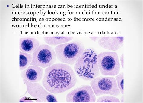Cell Cycle And Division Ppt Download