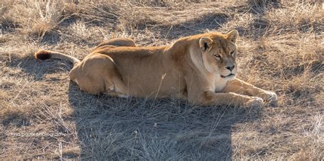 A Colorado Wildlife Sanctuary — Trina Bauer Photography