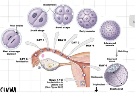 Fertilisation Flashcards Quizlet
