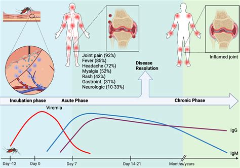 Chikungunya Disease Progression Biorender Science Templates