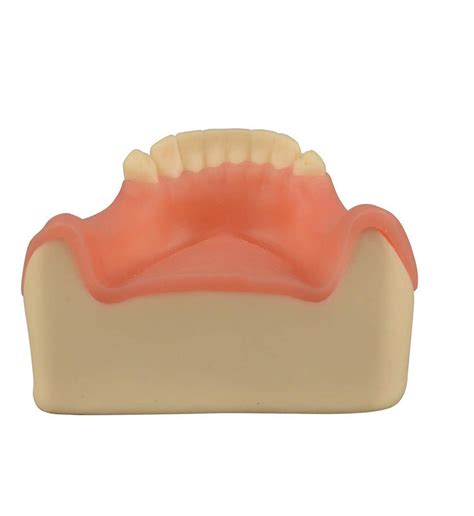 Buy Dental Implant Practice Model Lower Jaw Tm 306 Dental Equipment Online In India Dentmark