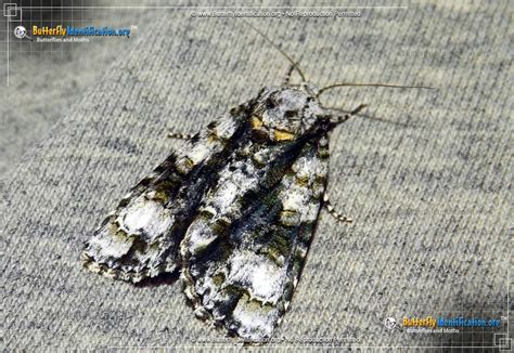Splendid Dagger Moth