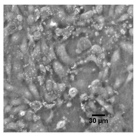 Image Comparison During Plasmocin Treatment This Series Of Images Download Scientific Diagram