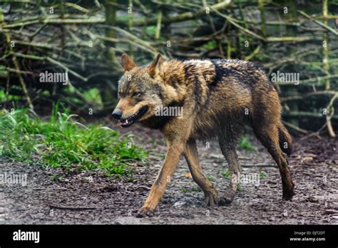 Red Wolf Endangered