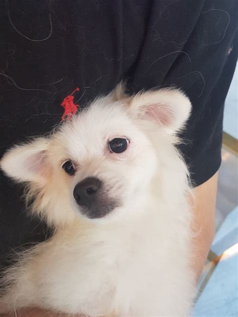 뱅갈고양이 도베르만분양 미니말티즈 스핑크스고양이분양 장모치와와 빠삐용 스핑크스고양이 브리티시숏헤어분양 봄이 강아지입양 고양이입양 도그마루 보호소 펫샵 유기견센터