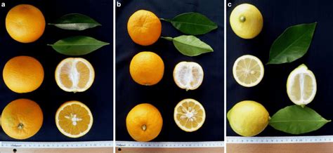 Appearance Of Fruits And Leaves Of Promising Citrus Genotypes From Download Scientific Diagram