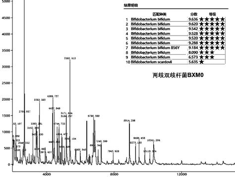 Bifidobacterium Bifidum Bxm0 And Its Application Eureka Patsnap