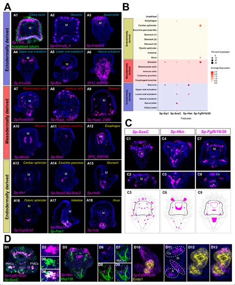 Figure 2 From Single Cell Rna Sequencing Of The Strongylocentrotus Purpuratus Larva Reveals The