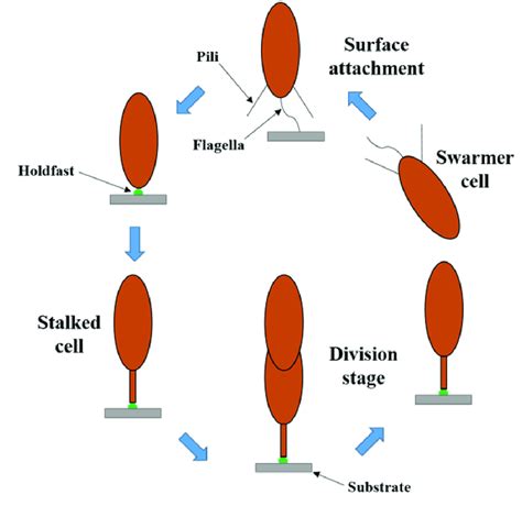 The Cell Cycle Of Caulobacter Crescentus Surface Contact Stimulates Download Scientific