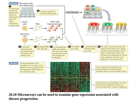 Answered Methods Microarray Chip With Dna Probes A Microarray Consists