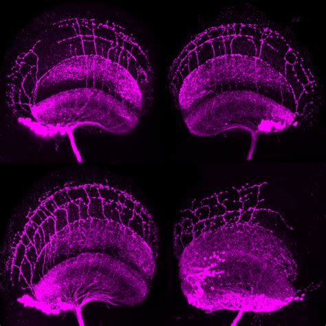 Fiches Fonctions Du Cerveau Institut Du Cerveau