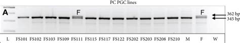 Sex Determination In Established PGC Lines The Sex Determination Was Download Scientific