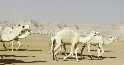 A Group Of Camel Herds Walking In The Desert In Broad Daylight Natural