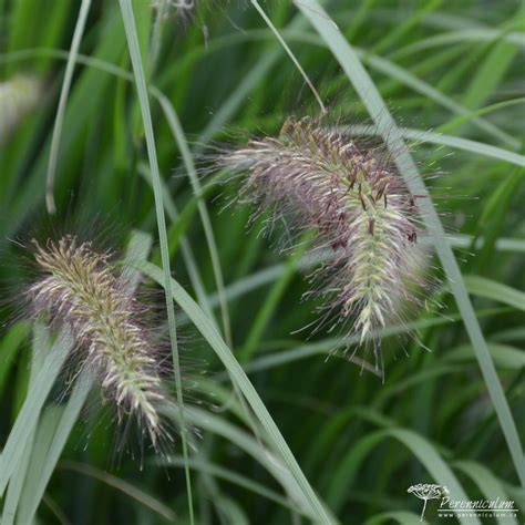 Pennisetum Alopecuroides Cassian Perenniculum