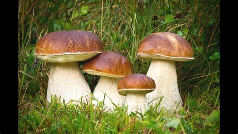 настойка "Грибная" - YouTube