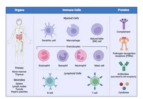 Immune System Cells Diagram