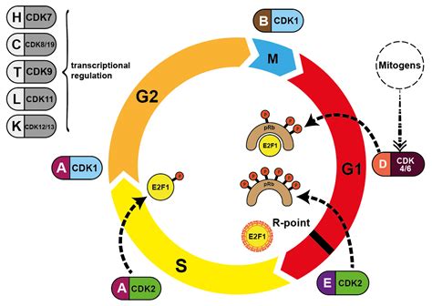 The Renaissance Of Cyclin Dependent Kinase Inhibitors