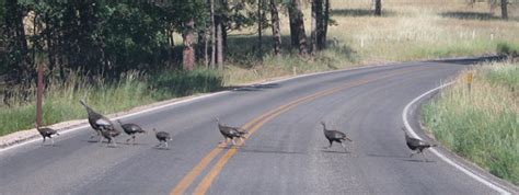 Habitat Fragmentation Definition Effects And Examples Lesson