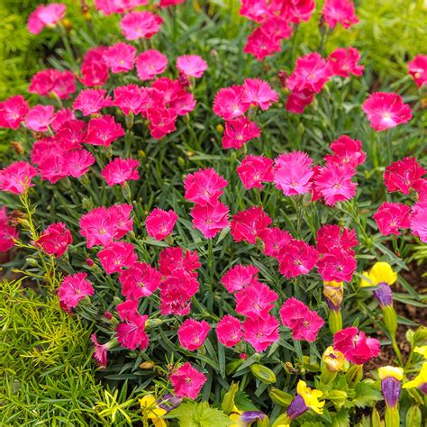 Dianthus Pinks