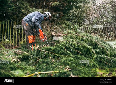 Man Cutting Tree Hi Res Stock Photography And Images Alamy