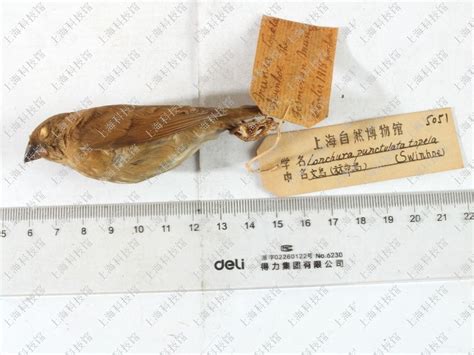 斑文鸟 Lonchura punctulata 物种库 国家动物标本资源库