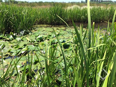 ისპანის ჭაობის ტურისტული პოტენციალი Adjara Tv