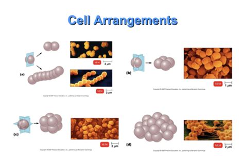 Cell Structure And Function Flashcards Quizlet