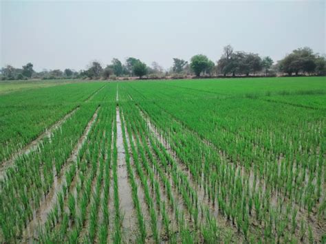 နတ်မောက်မြို့နယ်တွင် နွေစပါးစိုက်ဧက ၁၆၃၁ကျော်စိုက်ပျိုးပြီးစီး