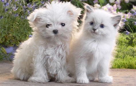 Dogs And Cats Cute Wallpapers Wallpaper Cave