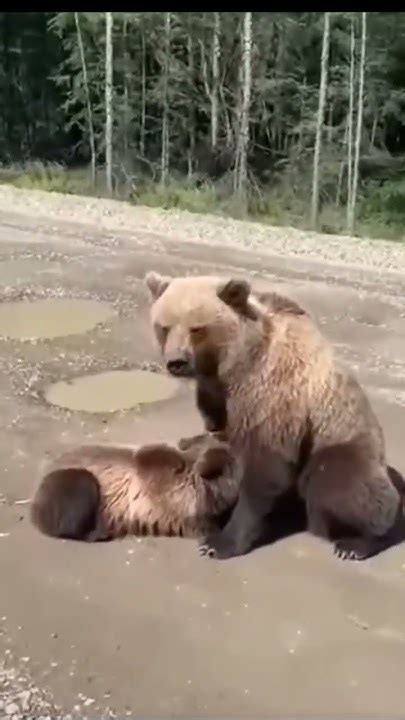 Медведица с медвежонком 😎 Youtube