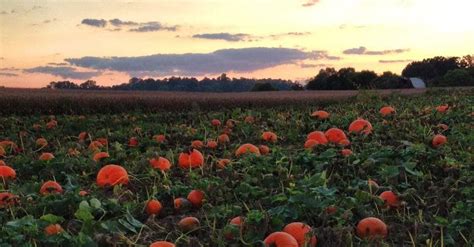 Boyds Pumpkin Patch Clarksville Tn