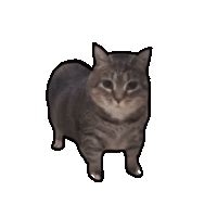 Cat Oiiaoiia Cat Spinning Sticker Cat Oiiaoiia Cat Cat Spinning