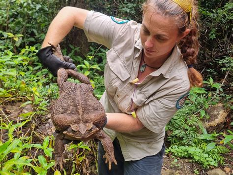 Giant Cane Toad Discovered In Australia Dubbed Toadzilla Environment News Canada Today