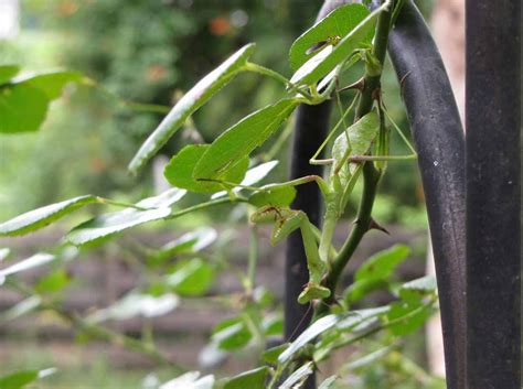 Hummingbird Vs Praying Mantis Rural Ramblings