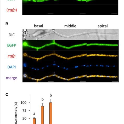 The Fluorescence Derived From Egfp Protein And Egfp Mrna Was Observed